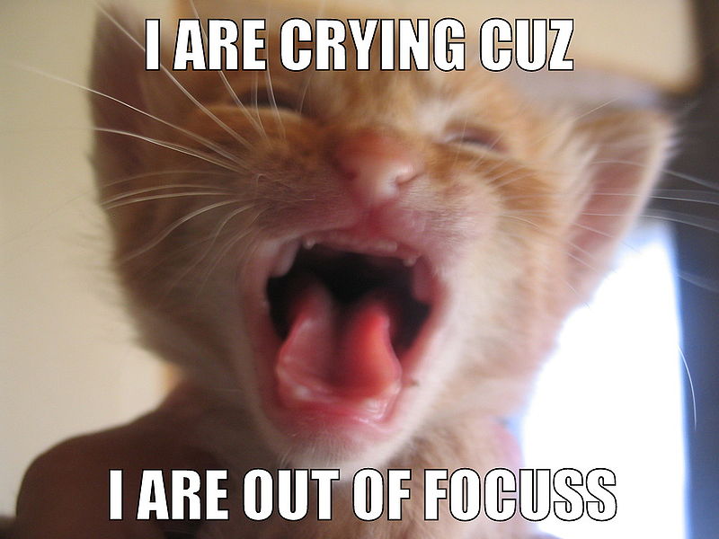 File:Cat crying (Lolcat).jpeg